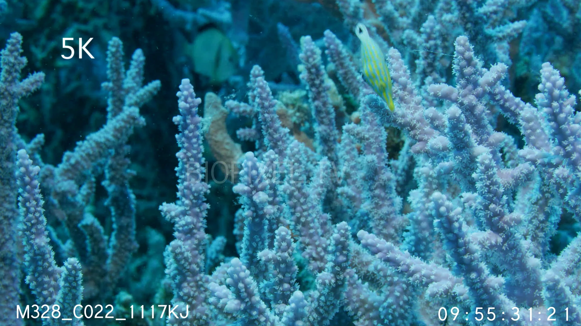 Fish Feeding - Orange spotted file fish feeding on coral polyps 5K on Vimeo