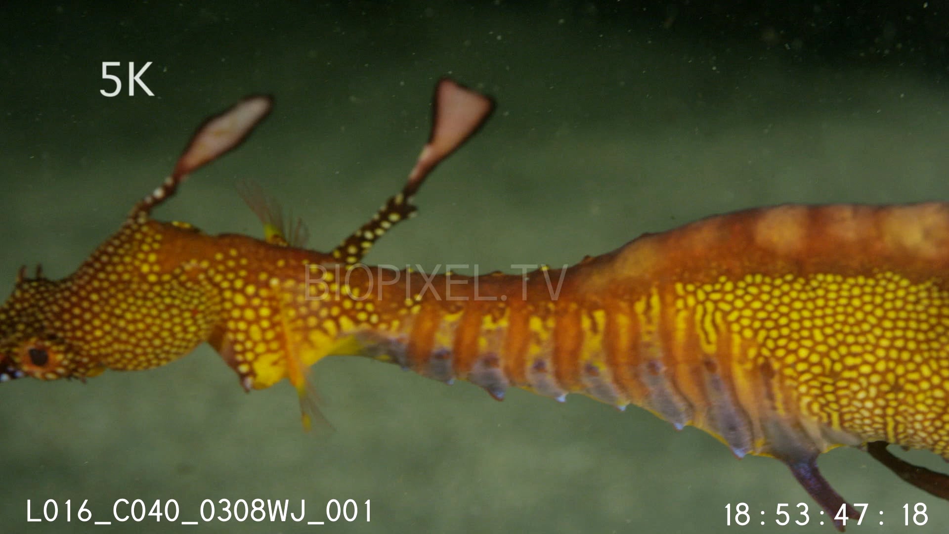 4K Fish Weird - Common or weedy sea dragon 5K 2 on Vimeo