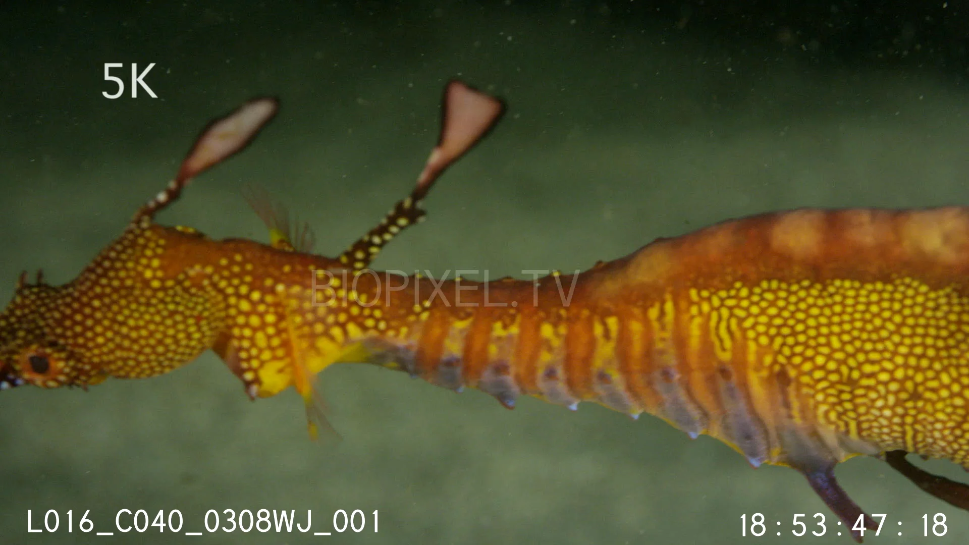 Fish Seahorse and Pipefish - Common or weedy sea dragon 5K 2 on Vimeo