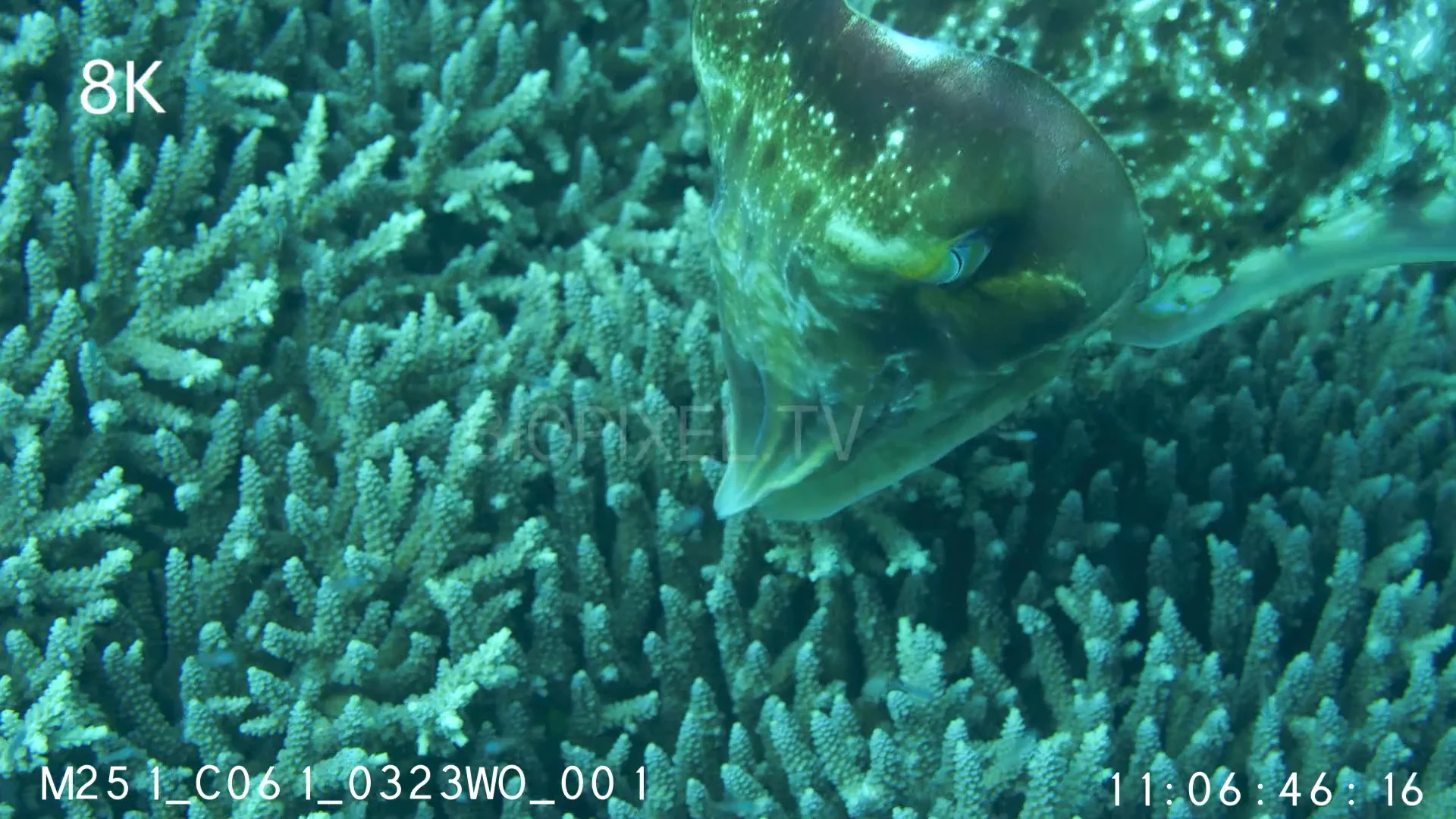 Molluscs - Shells, Nudibranchs, Nautilus, Cuttlefish, Octopus ...