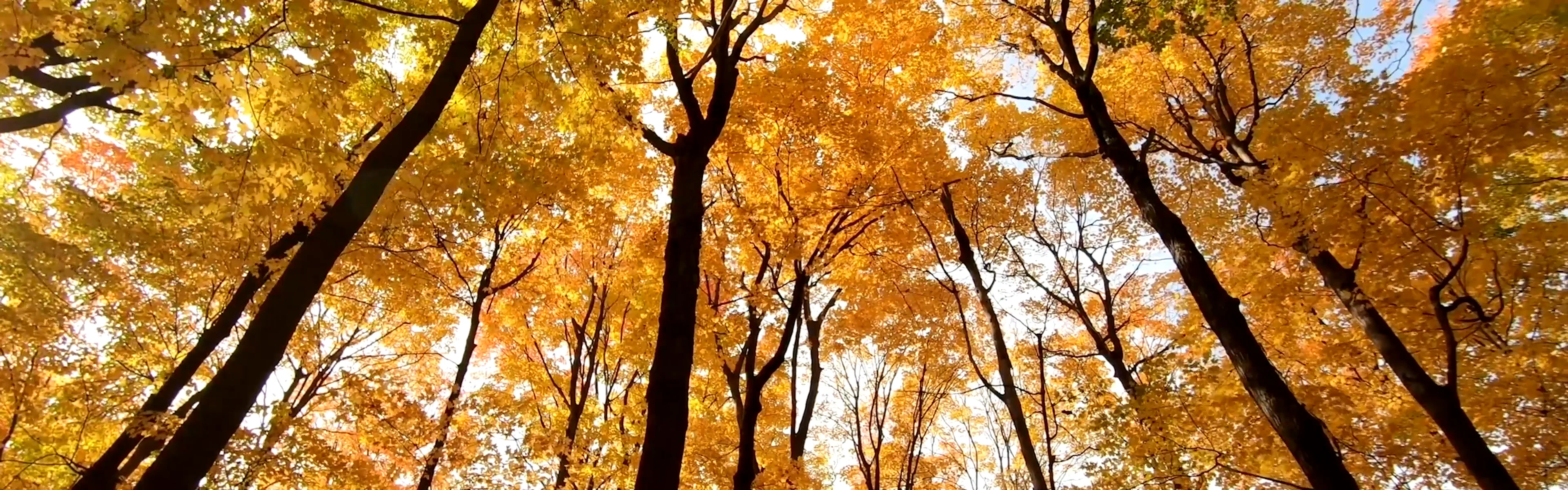 RES-Video-Backgrounds - Nature on Vimeo