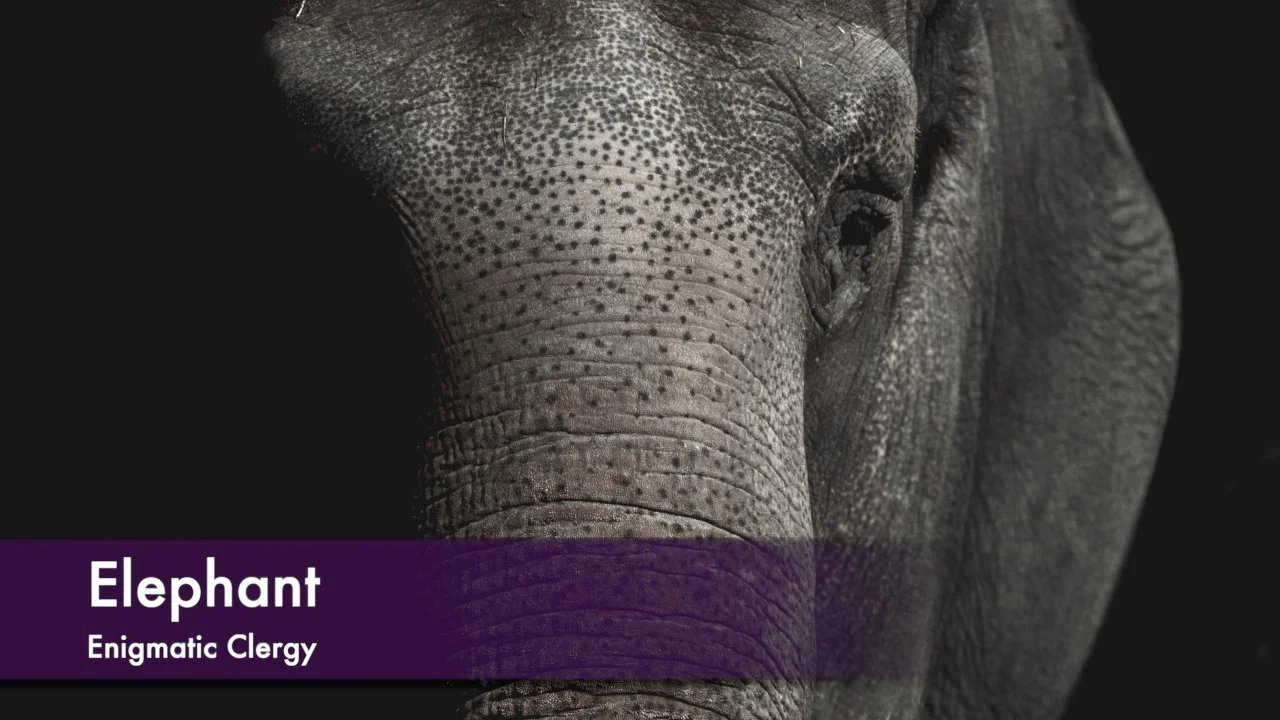 Elephant on Vimeo