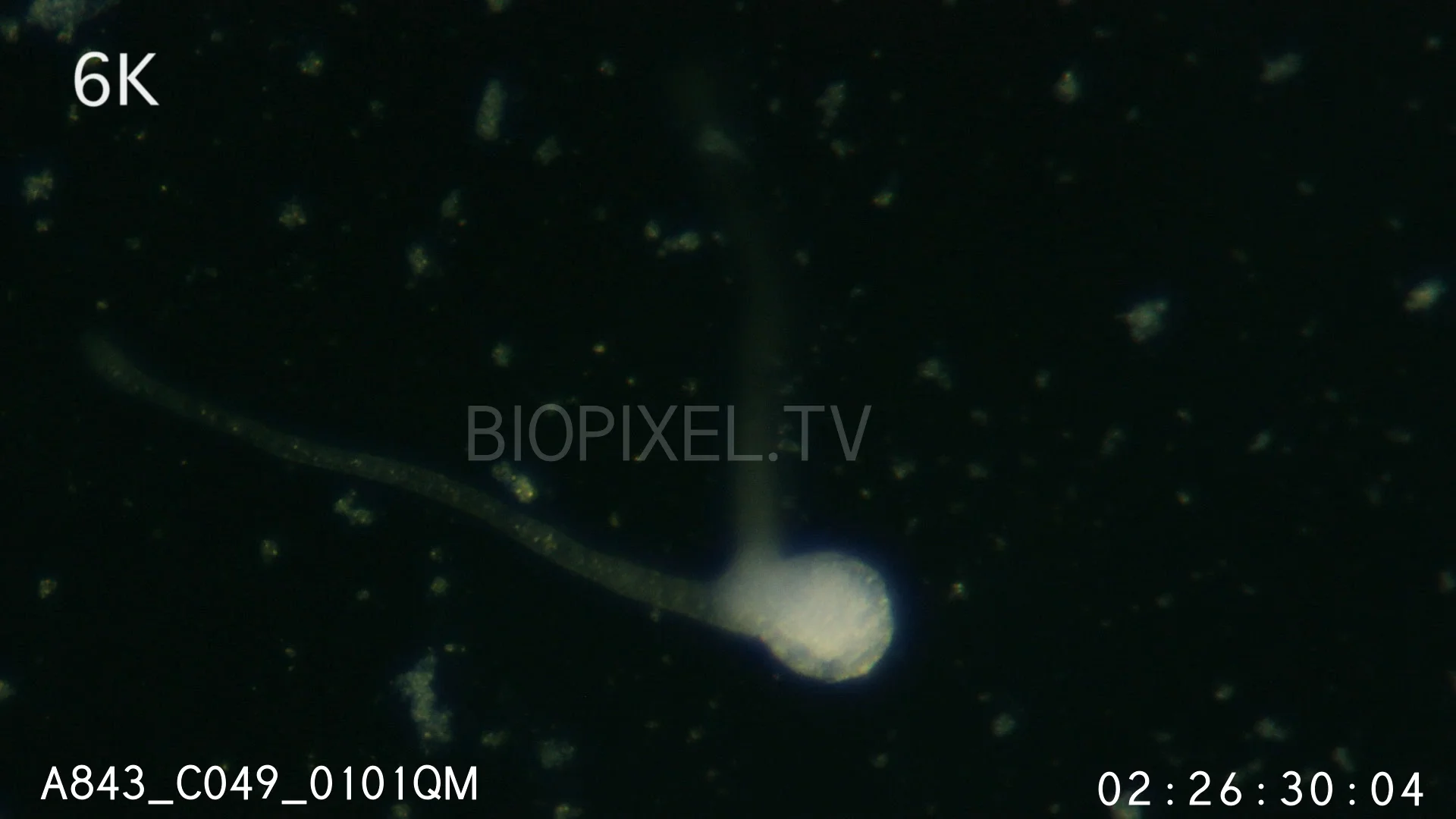 4K Coral Polyp - Box jellyfish creeping polyp 6K 1 on Vimeo