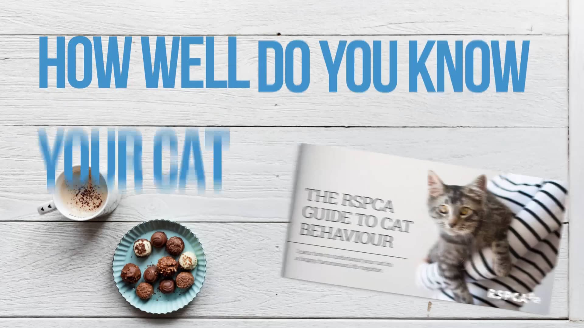 RSPCA Cat Behaviour Guide on Vimeo