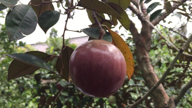 Tar Apple Star Apple Purple Star Apple Free Stock Video - Pixabay