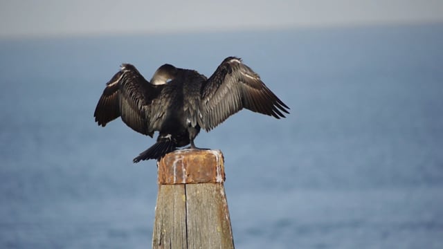 Corvo-Marinho Cormorão Ave Marinha - Free video on Pixabay - Pixabay