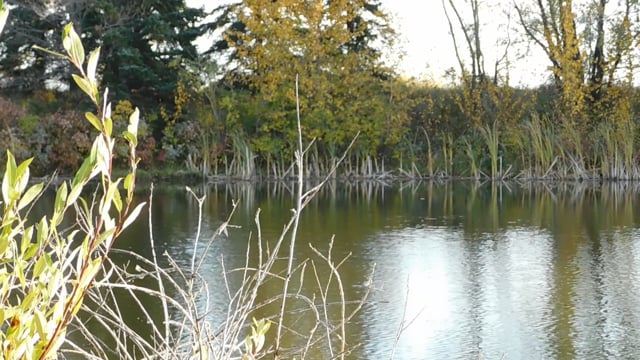 Lakeside, Trees, Water. Free Stock Video - Pixabay