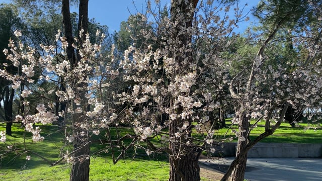 8+ Free Almond & Almond Tree Videos, HD & 4K Clips - Pixabay