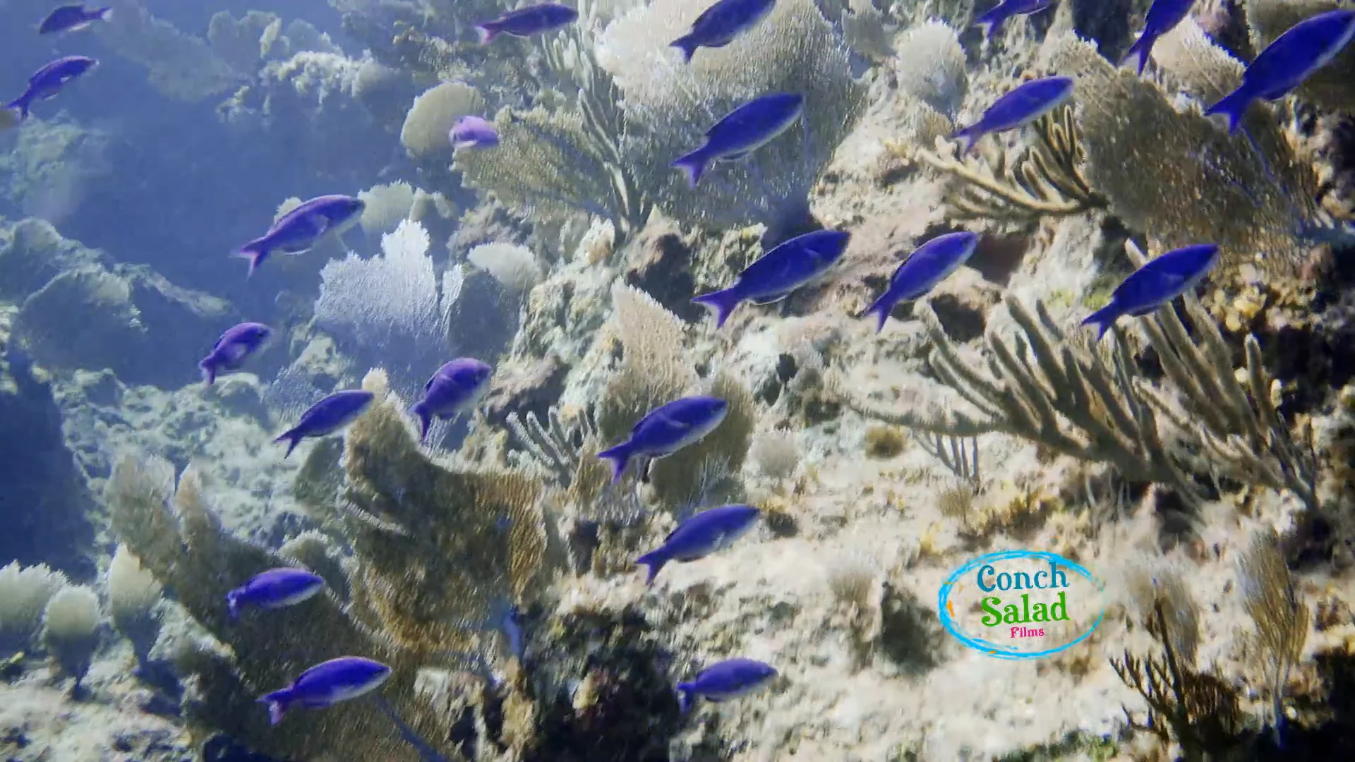 Abaco Reef with FujiFilm on Vimeo