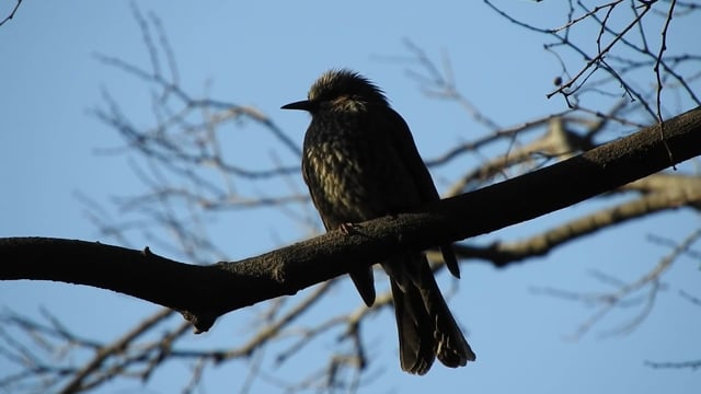 Oiseau Songbird Bulbul - Free video on Pixabay