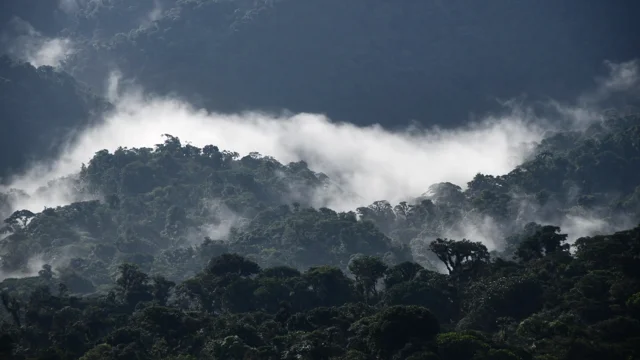 Cloud Forest Wallpaper