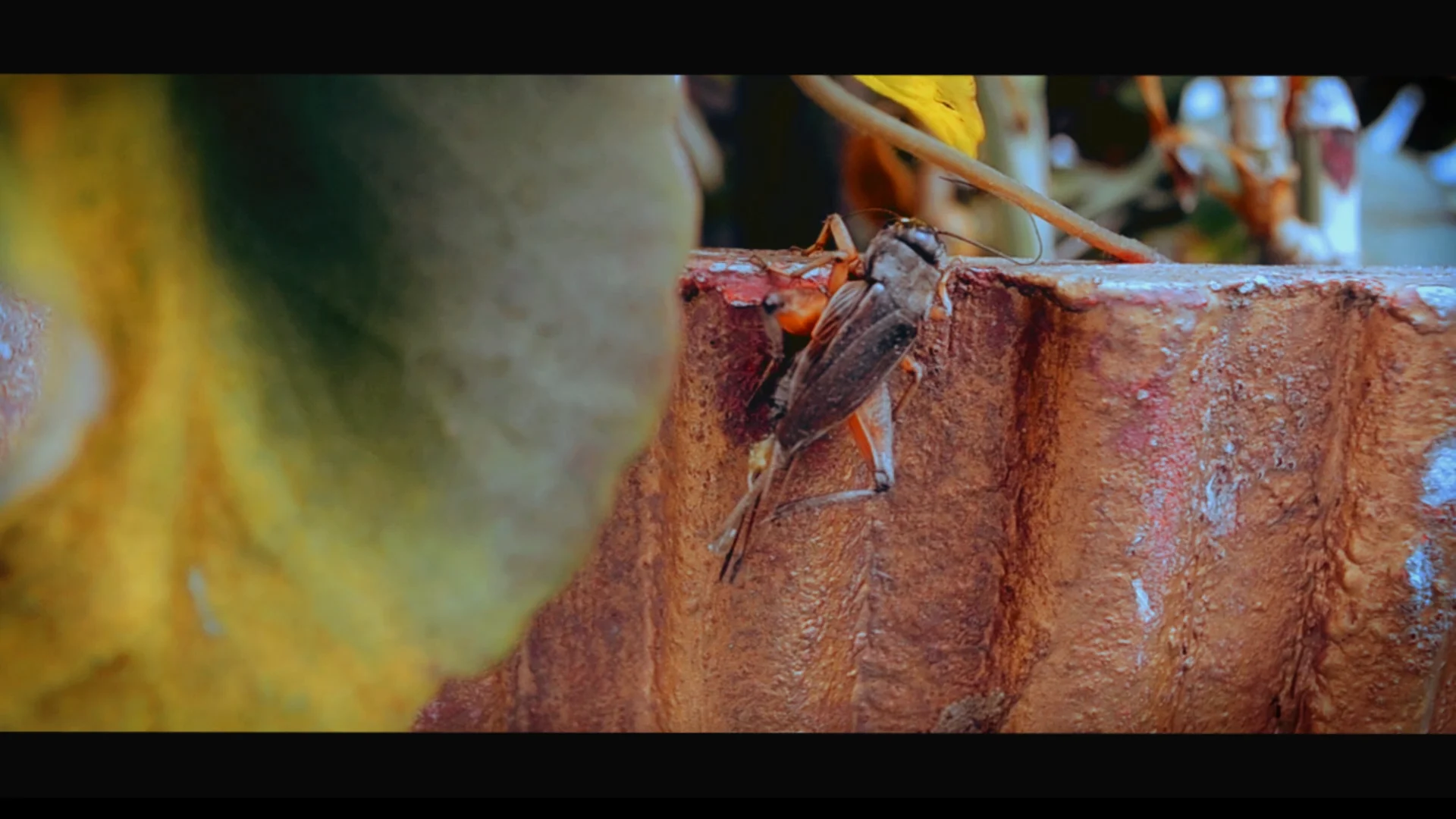 El grillo (cortometraje) on Vimeo