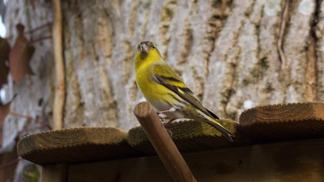 Birds Tarin Of The Alders Adult - Free video on Pixabay