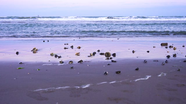 20+ Free Sea Shells & Sea Videos, HD & 4K Clips - Pixabay