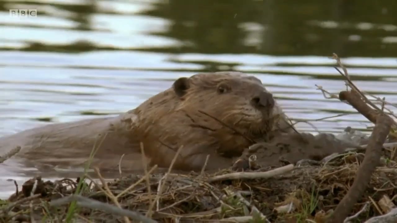 How Beavers Prevent Flooding - Cornwall Beaver Project on Vimeo