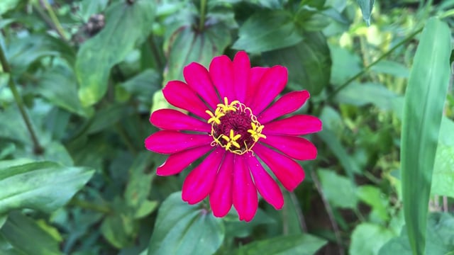 Flower, Single, Garden. Free Stock Video - Pixabay