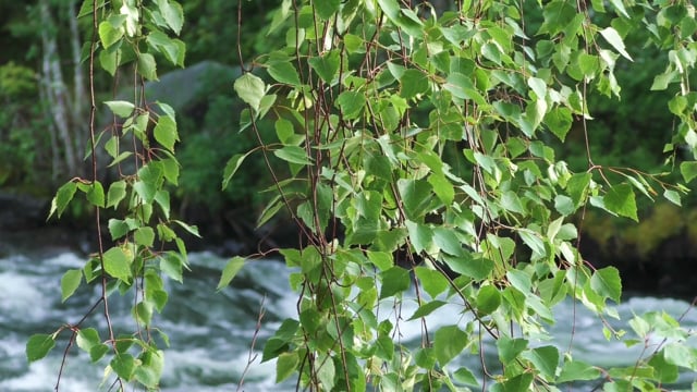 River Branches Leaves - Free video on Pixabay