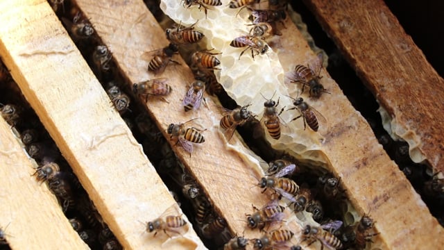 Honey Bees Box - Free video on Pixabay