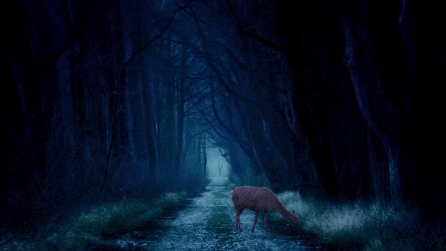 Horror Forest Videos: Download 32+ Free 4K & HD Stock Footage Clips ...