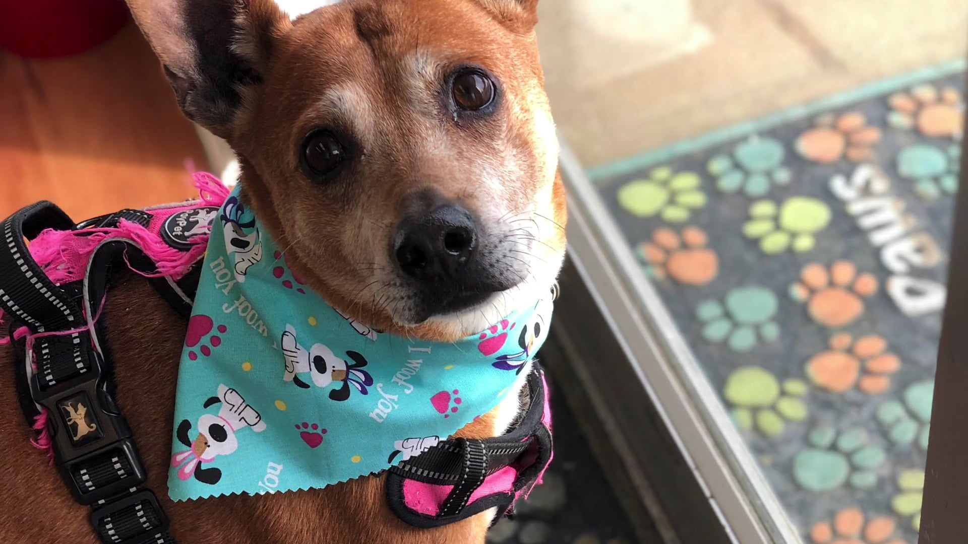 Tidy Tails - Dog Wash and Groom, Pet Services, Pet Waste Management