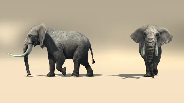 Elephant Walk Cycle