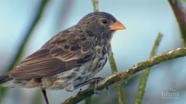 HHMI - Origin of the Species: The Beak of the Finch (Spanish-dubbed)