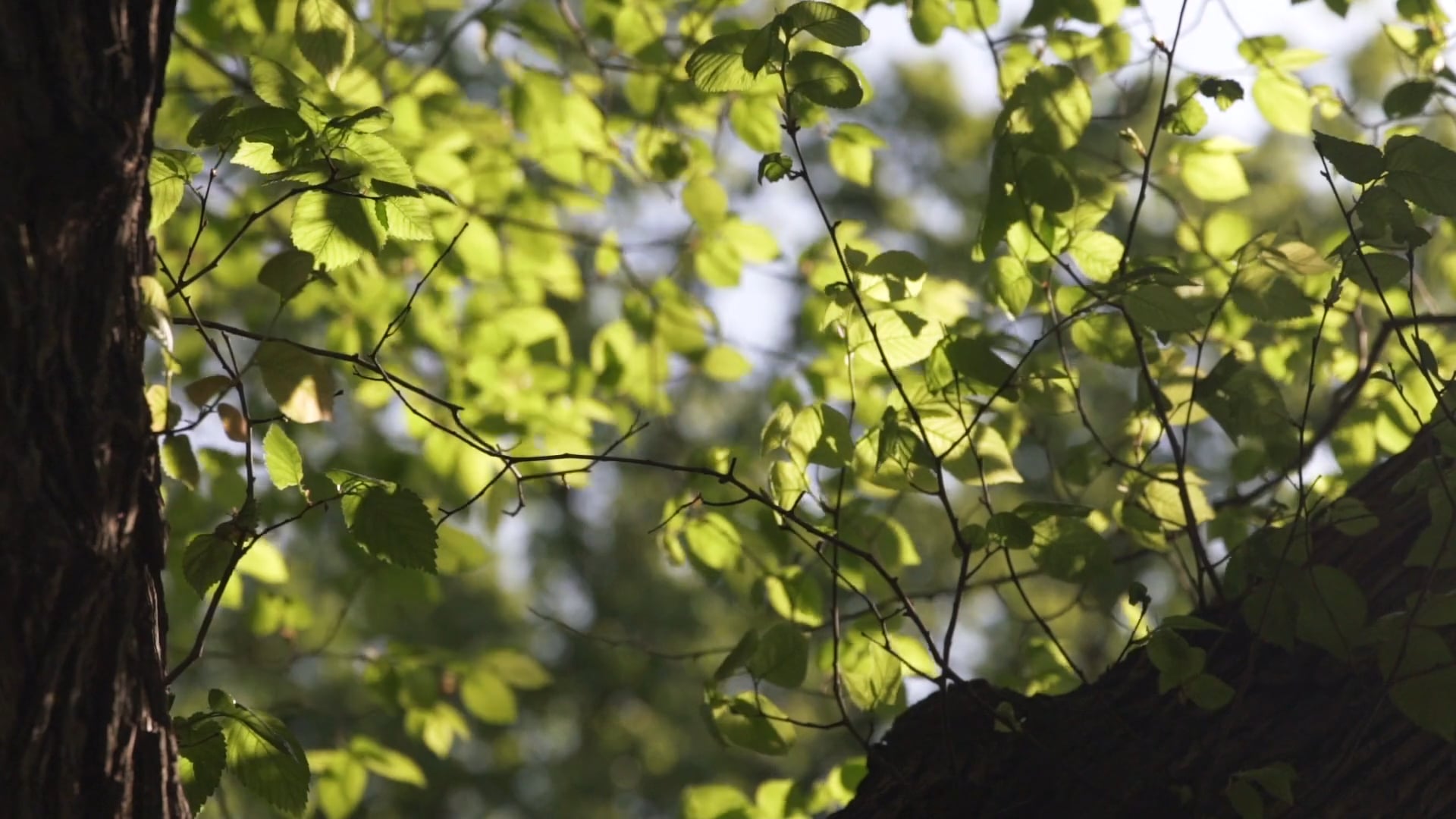 Emma Collingwood by A & O Projects on Vimeo