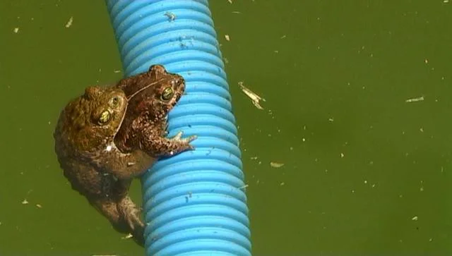 The swimming pool on Vimeo