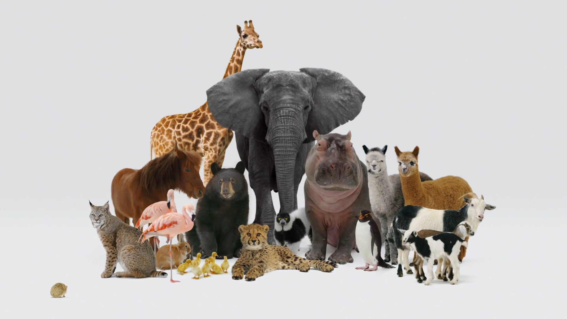 TELUS : Together on Vimeo