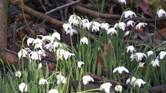 Winter Snowdrops, Flowers, Snowdrop. Free Stock Video - Pixabay