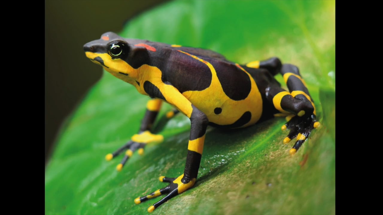 Harlequin Toad, Atelopus varius, breed at Manchester Museum on Vimeo