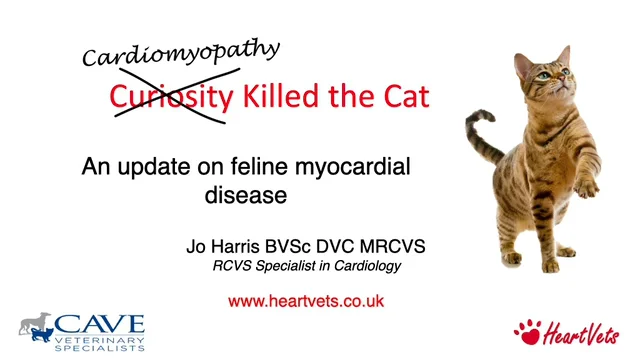 An update on feline heart disease