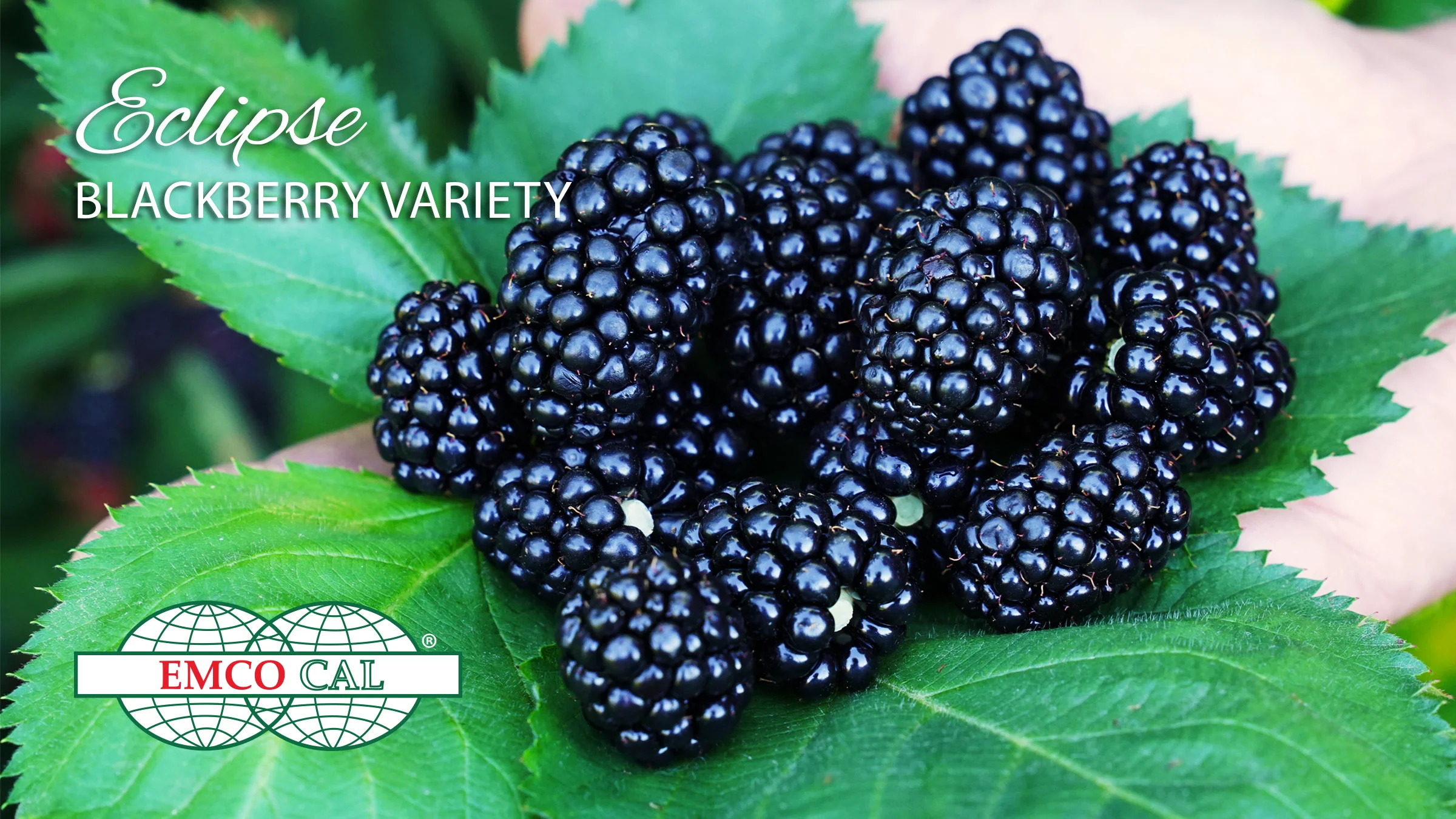 EMCO CAL - Eclipse Blackberry Variety - English Subtitle on Vimeo