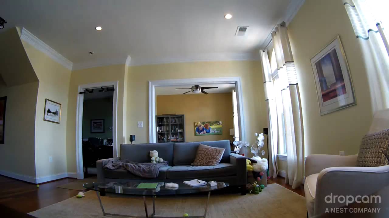 Peeing on couch-2 on Vimeo