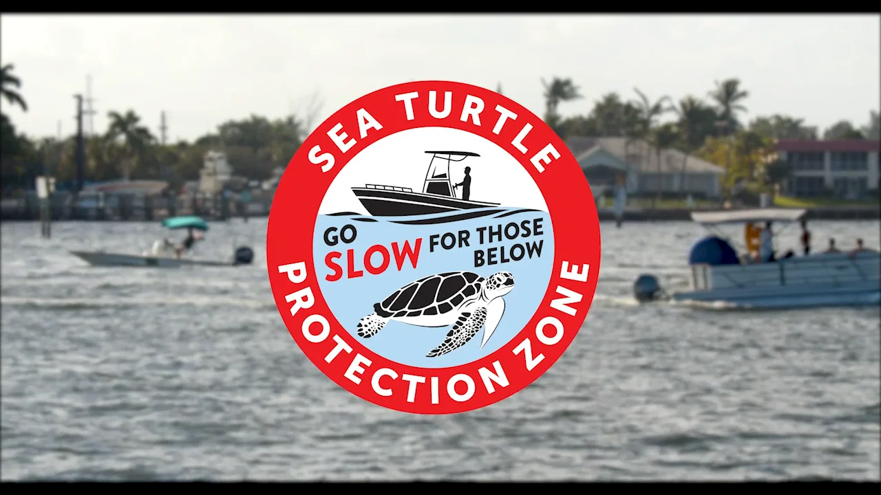 Sea Turtle Protection Zone on Vimeo