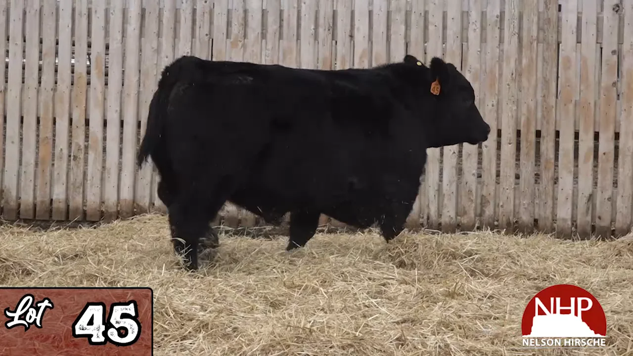 Lot 045 - NHP Spring 2021 on Vimeo