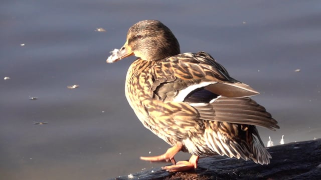 Bird, Duck, Nature. Free Stock Video - Pixabay
