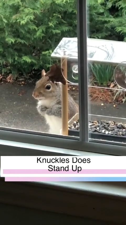 Knuckles Does Stand Up on Vimeo