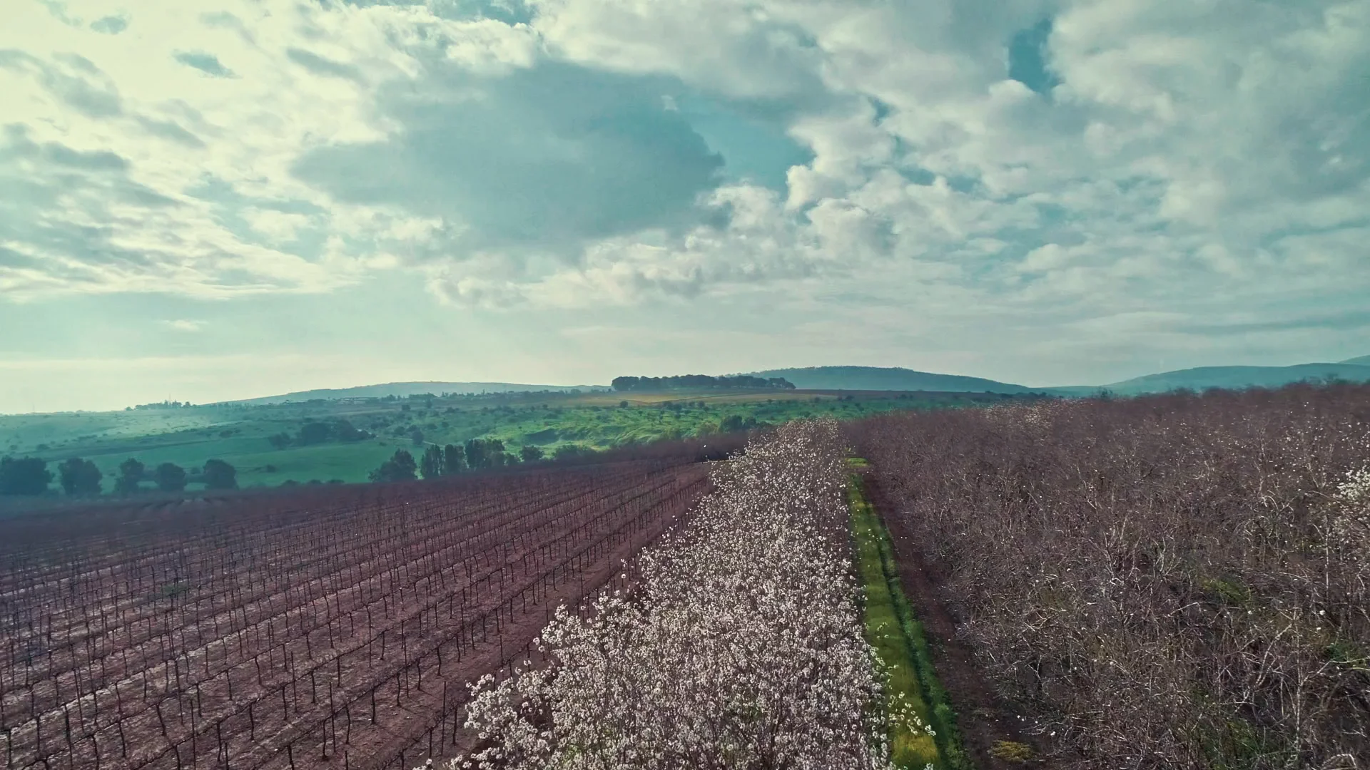 Precision Pollination with BeeHero