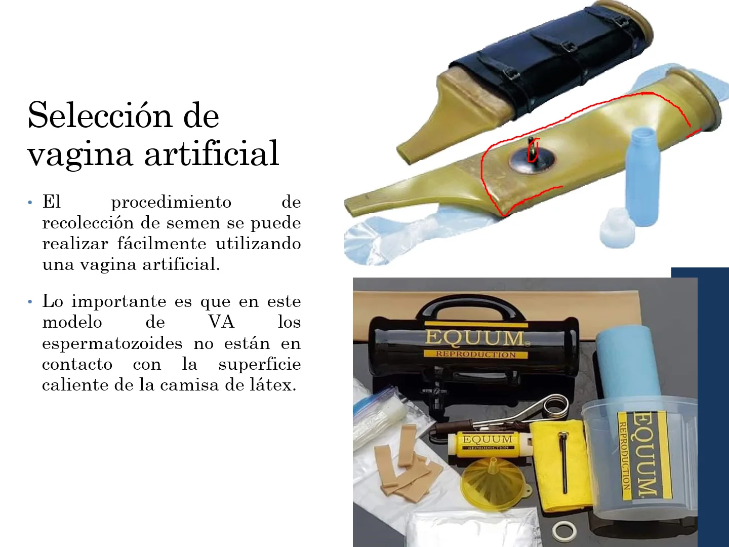 Colecta de semen equino