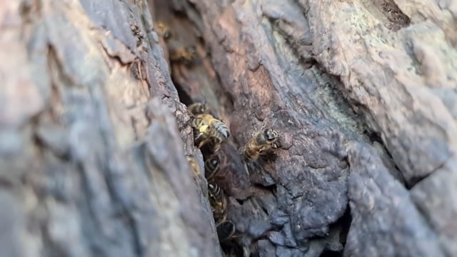 Les Abeilles Insectes Arbre - Free video on Pixabay - Pixabay