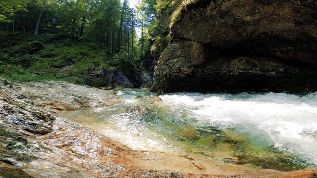 Rio Riacho Floresta - Free video on Pixabay - Pixabay