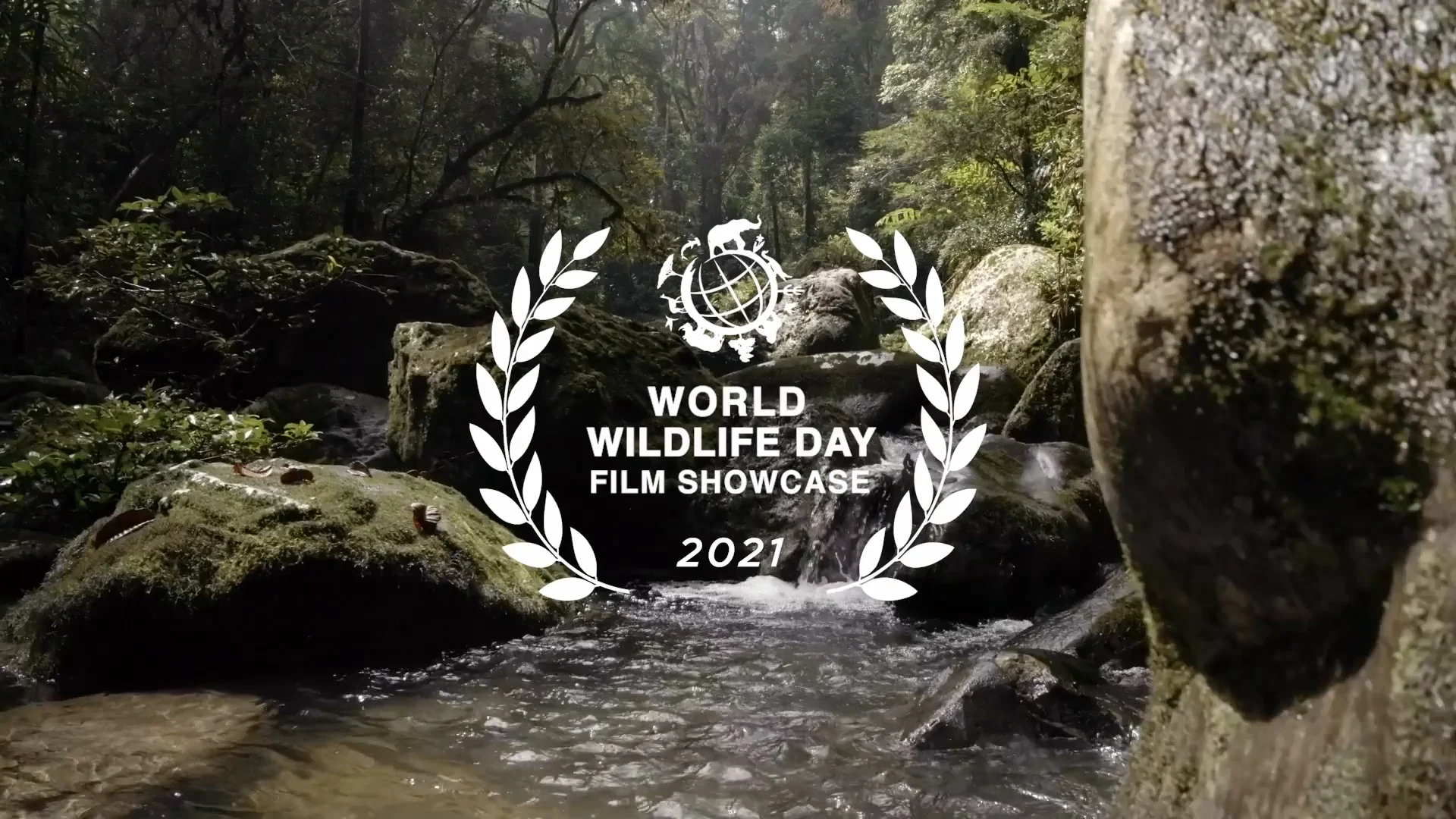 2021 World Wildlife Day Film Showcase Awards on Vimeo
