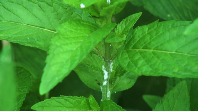 Mint Videos: Download 12+ Free 4K & HD Stock Footage Clips - Pixabay