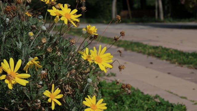 Flores Margarida Folhas - Free video on Pixabay - Pixabay