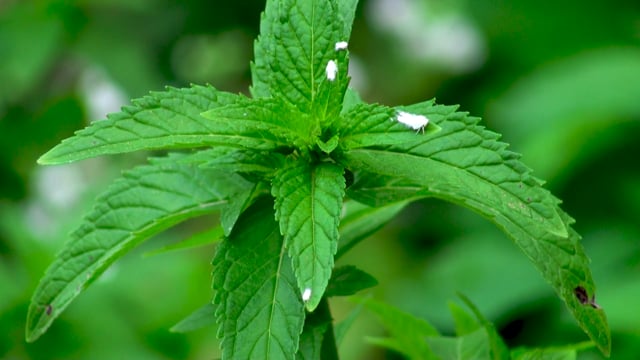 Insect, Bug, Mint. Free Stock Video - Pixabay