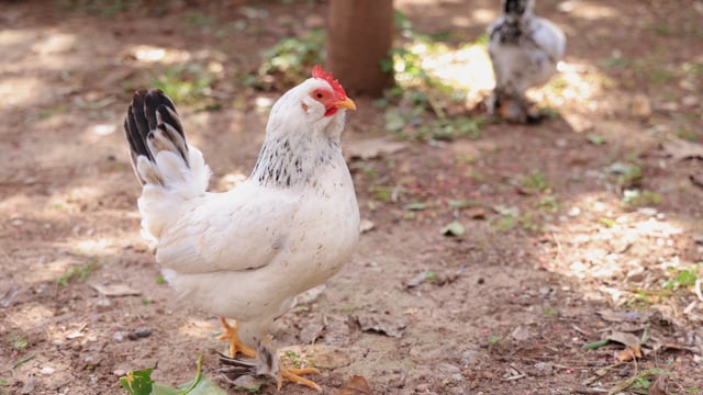 Gallinas Videos: Download 82+ Free 4K & HD Stock Footage Clips - Pixabay