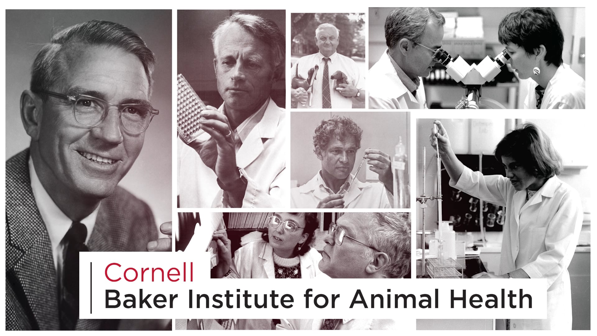 Cornell University - Cornell Baker Institute for Animal Health Promo ...