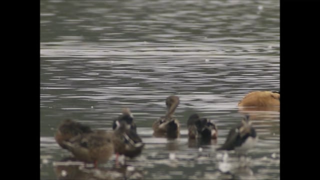 Rust Goose, Wild Goose, Water Bird. Free Stock Video - Pixabay