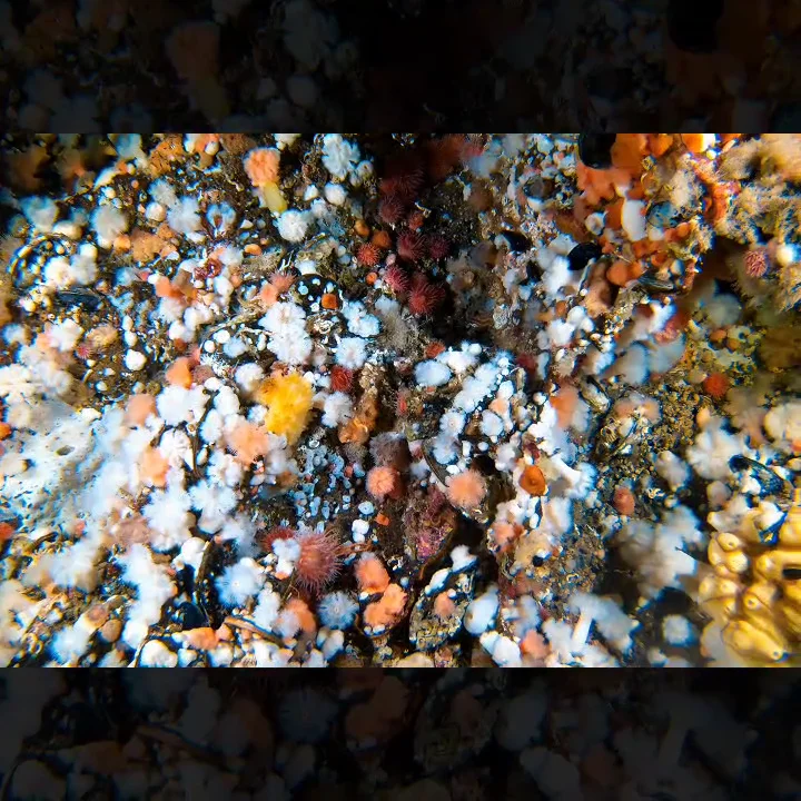 Saltstraumen on Vimeo